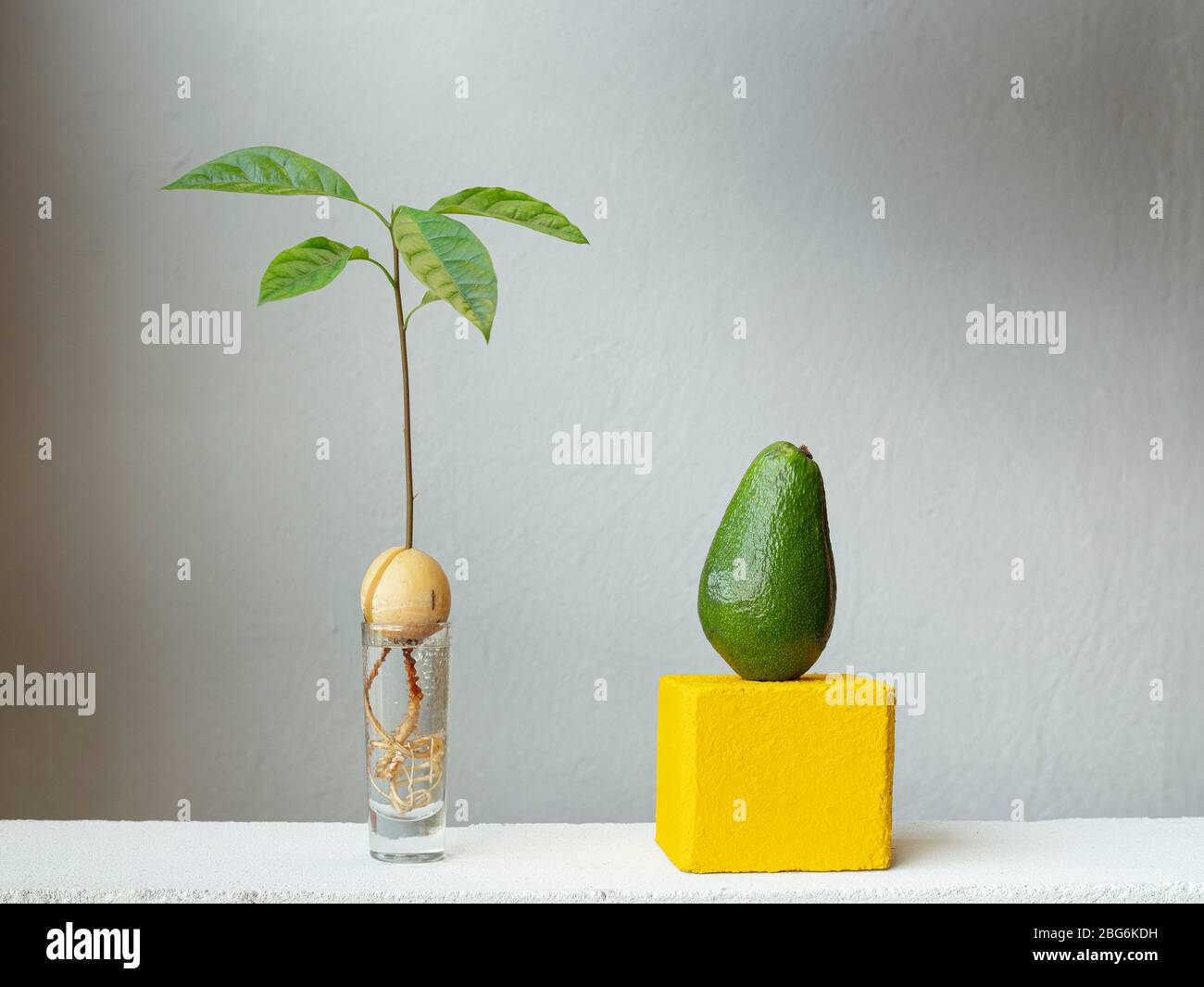 Stylish and botany composition of a young sprout of avocado plant from ...