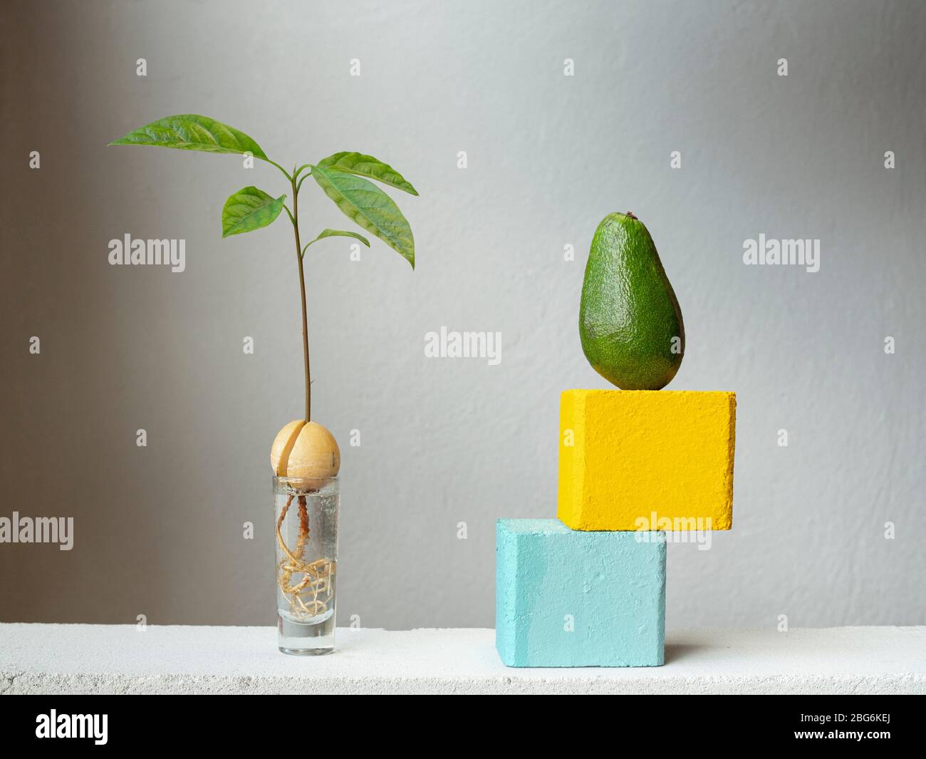 Stylish and botany composition of a young sprout of avocado plant from ...
