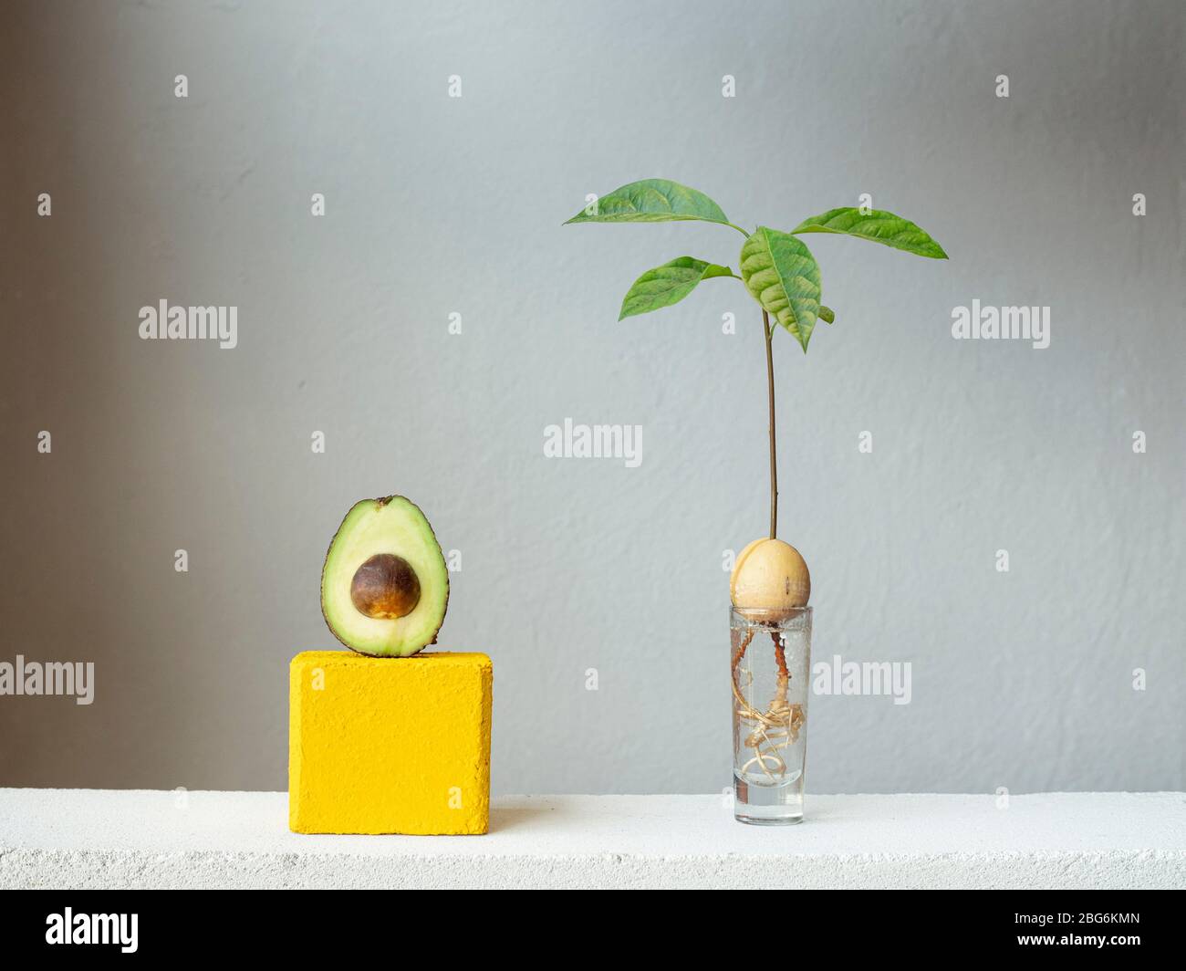 Stylish and botany composition of a young sprout of avocado plant from ...
