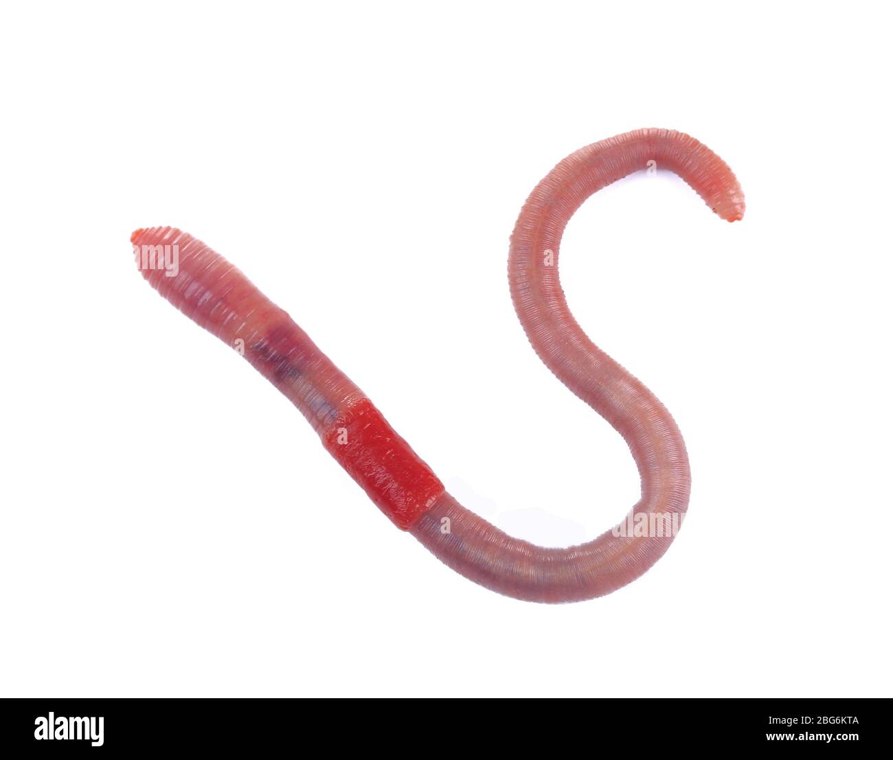 Closeup worm crawling on Cut Out Stock Images & Pictures - Alamy