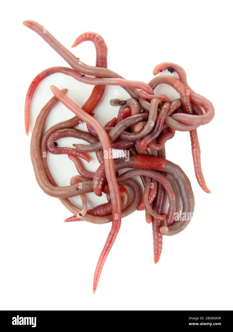 Worms isolated on white Stock Photo - Alamy