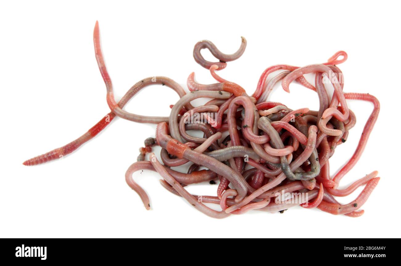 Worms isolated on white Stock Photo - Alamy