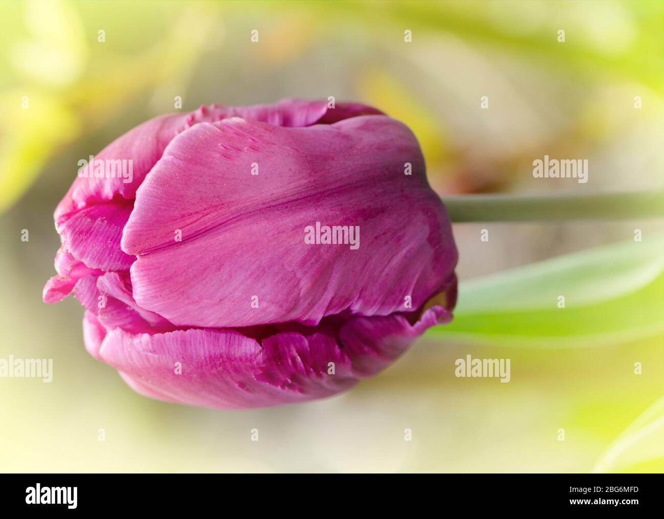 Abstract spring background. Green and blue abstract defocused ...