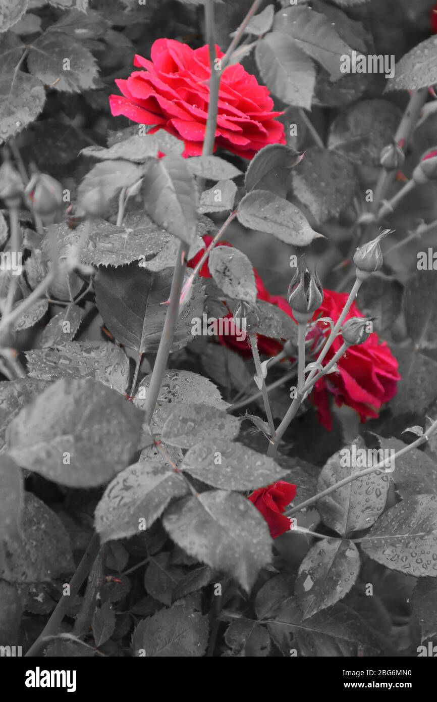 Contrast, red rose flowers with backgrounds of gray wet rose leaves ...