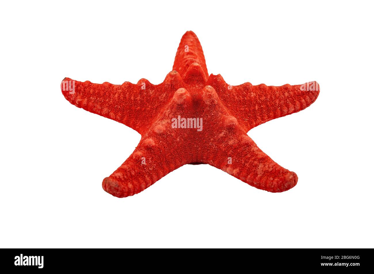 A small red starfish on a white background. Close up. Isolate on a ...