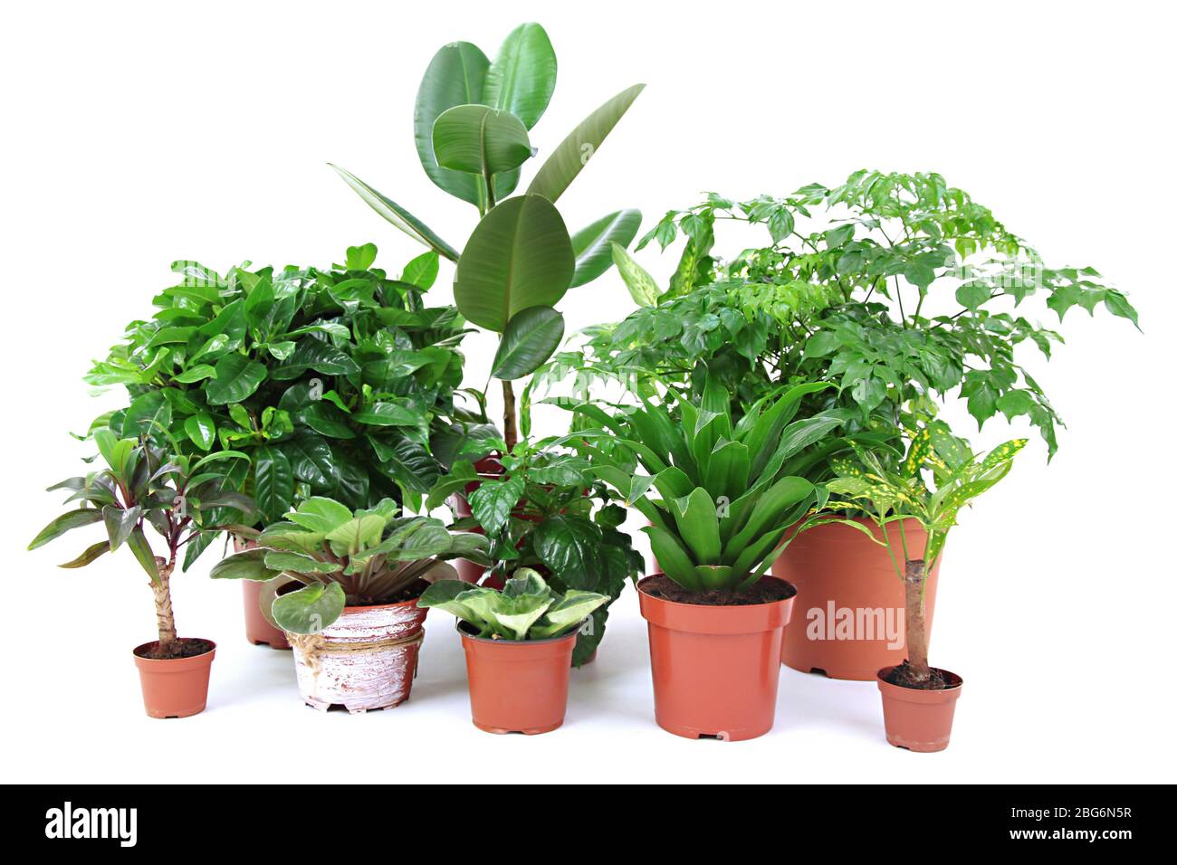 Ornamental flowers in pots Cut Out Stock Images & Pictures - Alamy