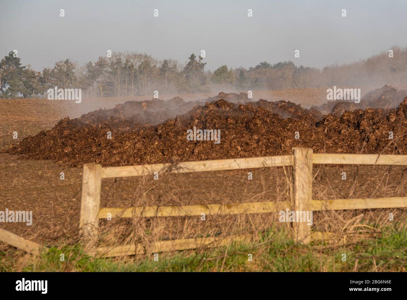 Compost Pile Steam