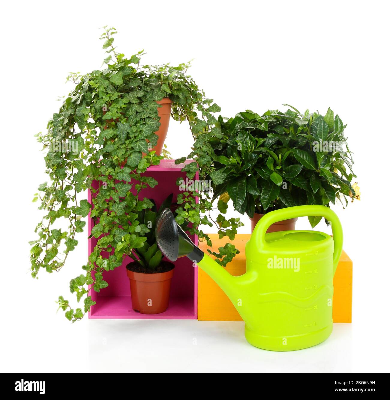 Beautiful flowers in pots isolated on white Stock Photo - Alamy