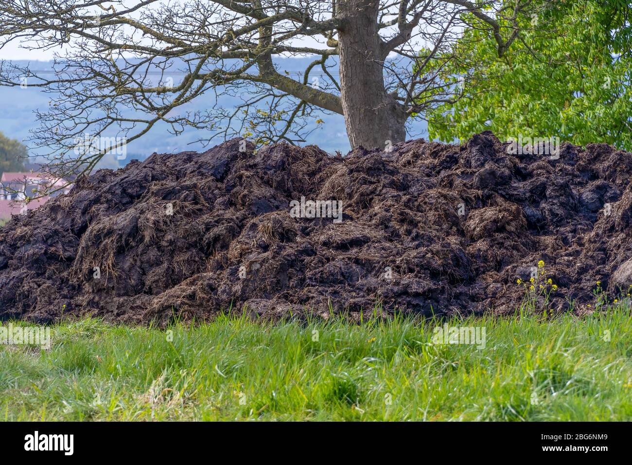 Cattle manure hi-res stock photography and images - Alamy