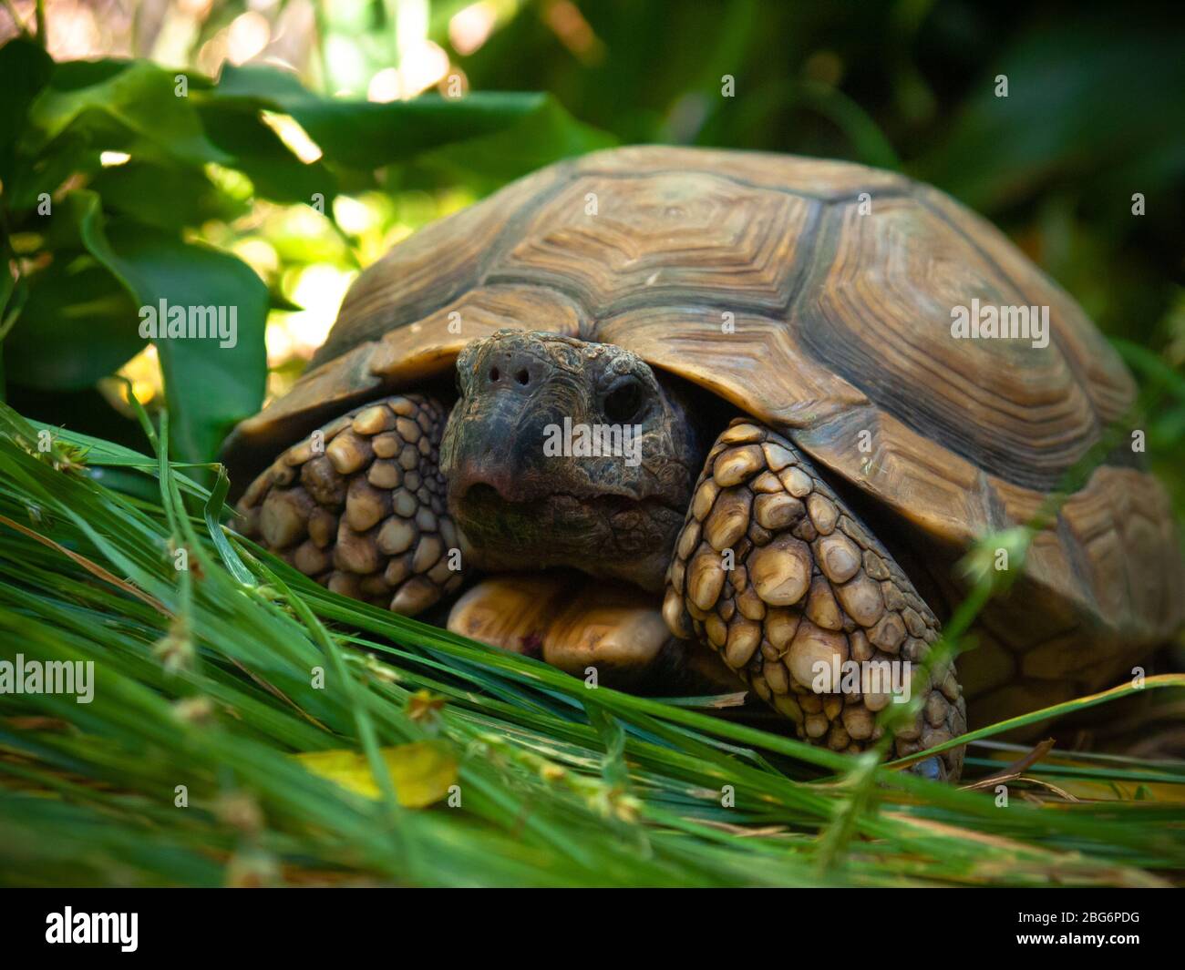 Cute tortoise hi-res stock photography and images - Alamy