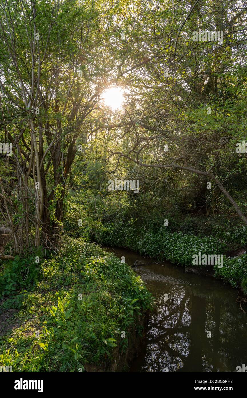 Scrase valley nature reserve hi-res stock photography and images - Alamy