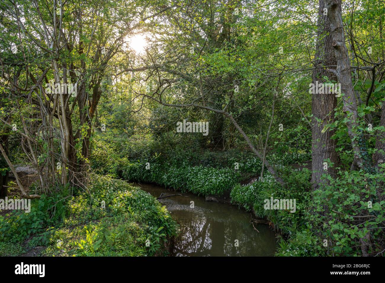 Scrase valley nature reserve hi-res stock photography and images - Alamy