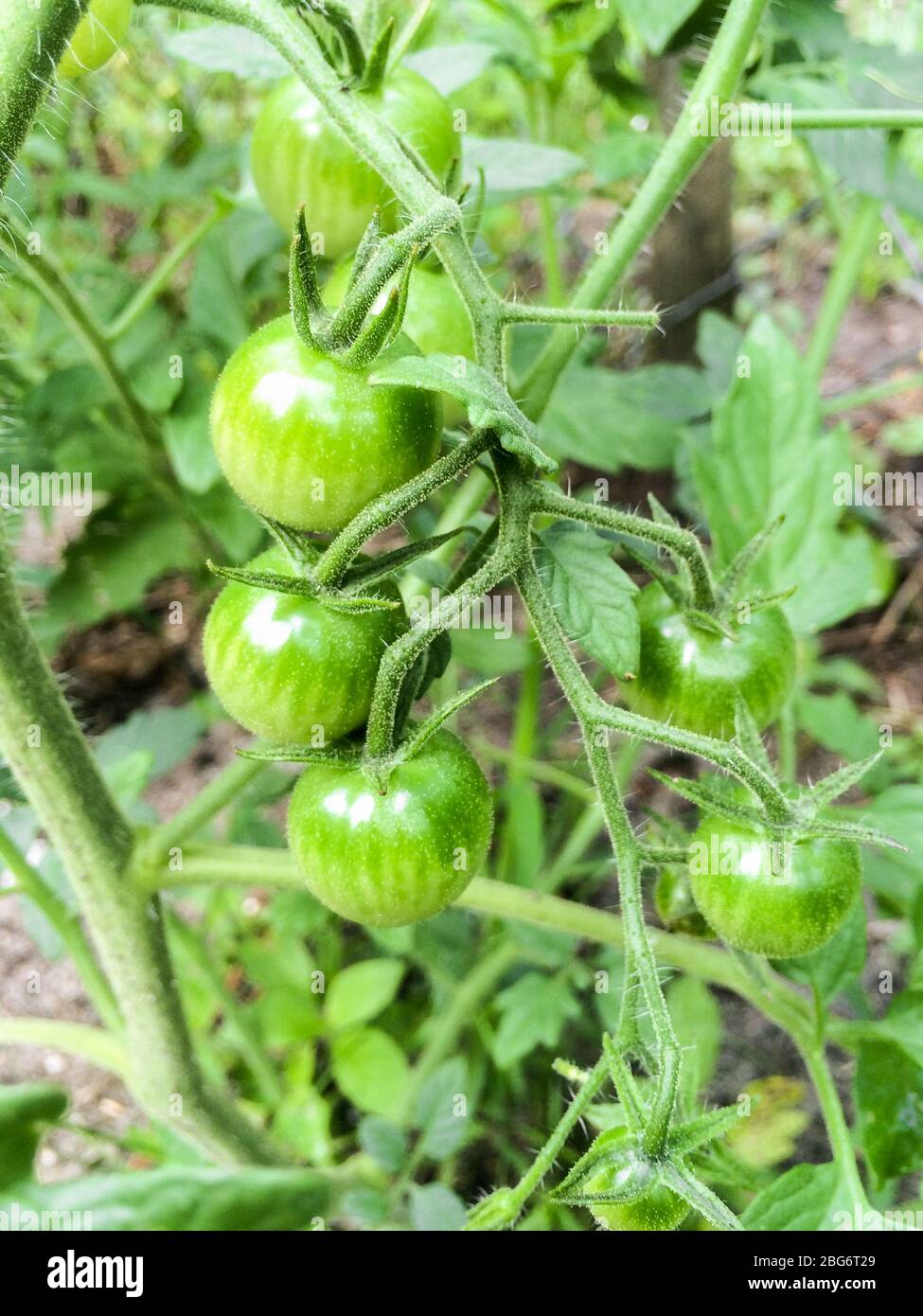 Green cherry tomatoes on the vine Stock Photo - Alamy
