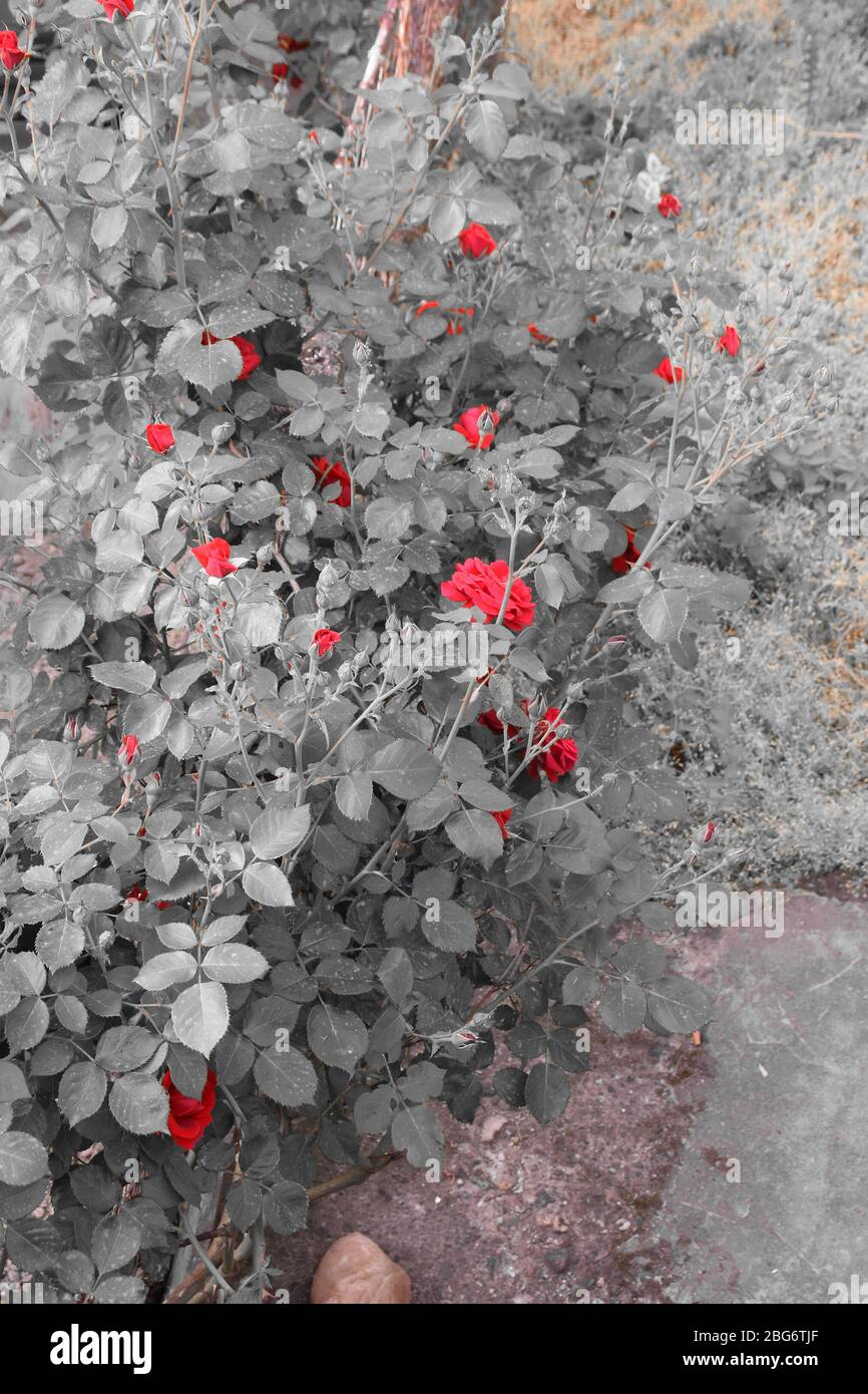 Red rose flowers with gray rose leaf background Stock Photo - Alamy