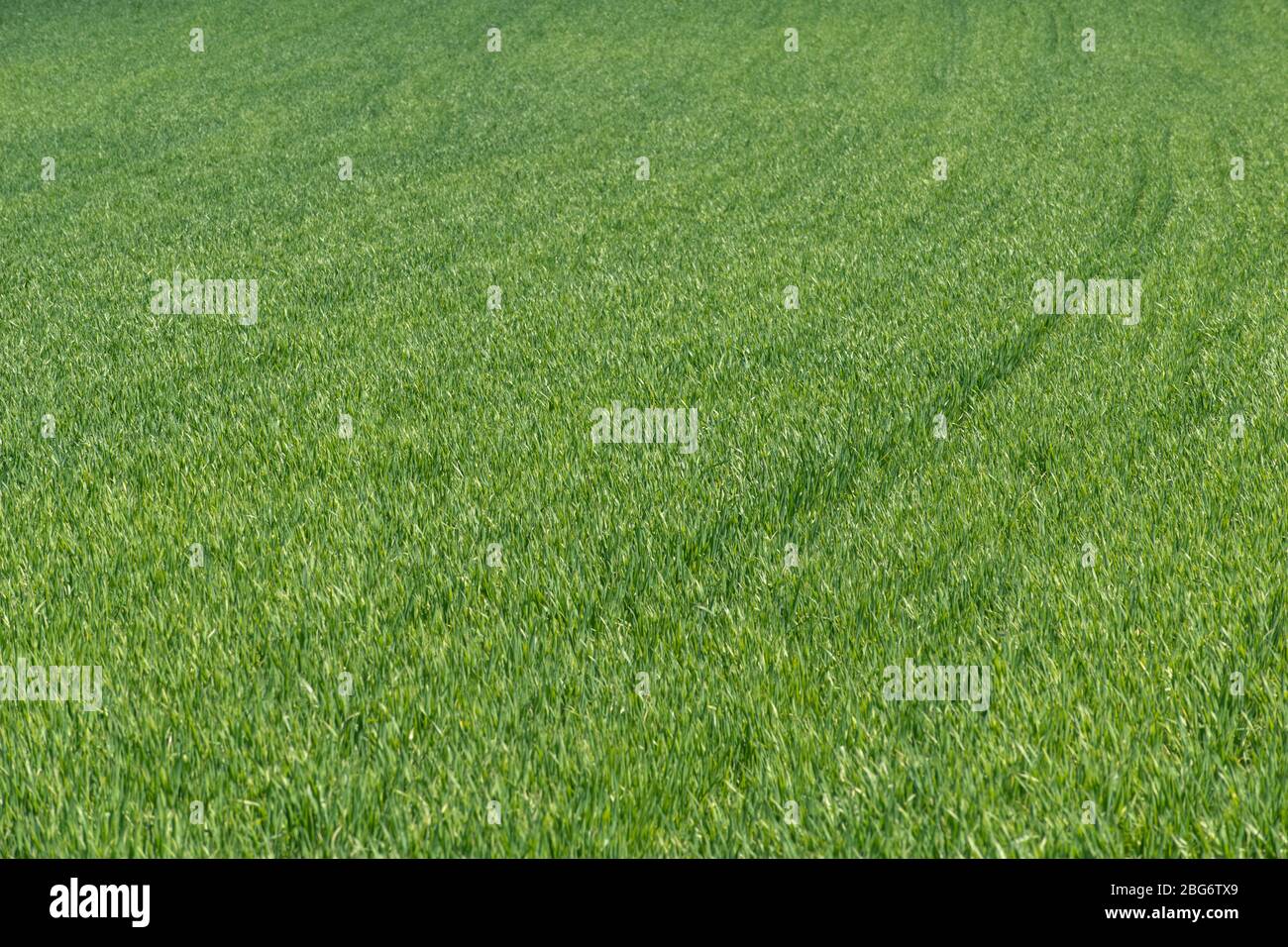 Agriculture green field early wheat hi-res stock photography and images ...