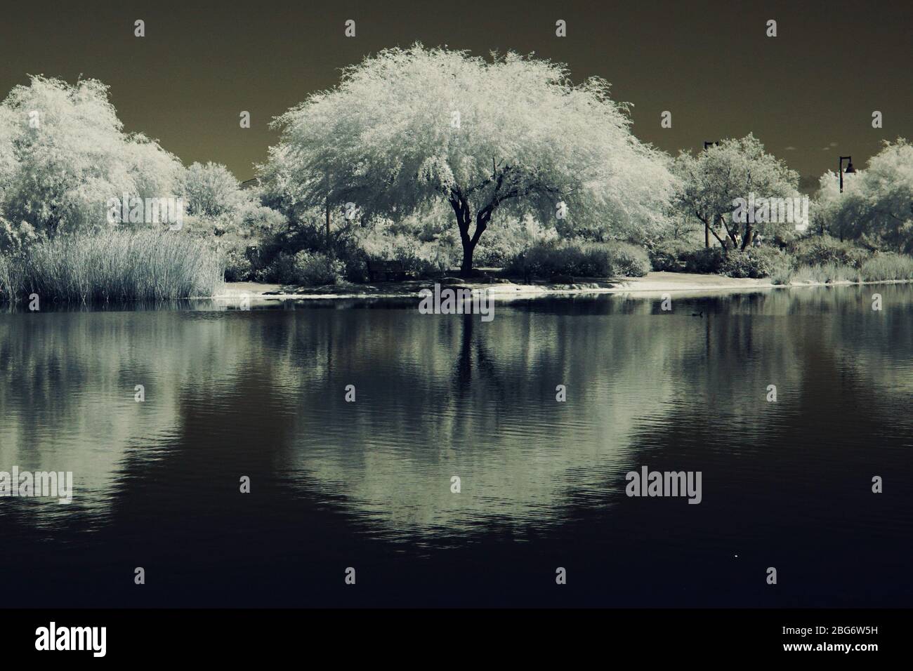 An infrared photo of a tree reflecting in water Stock Photo - Alamy