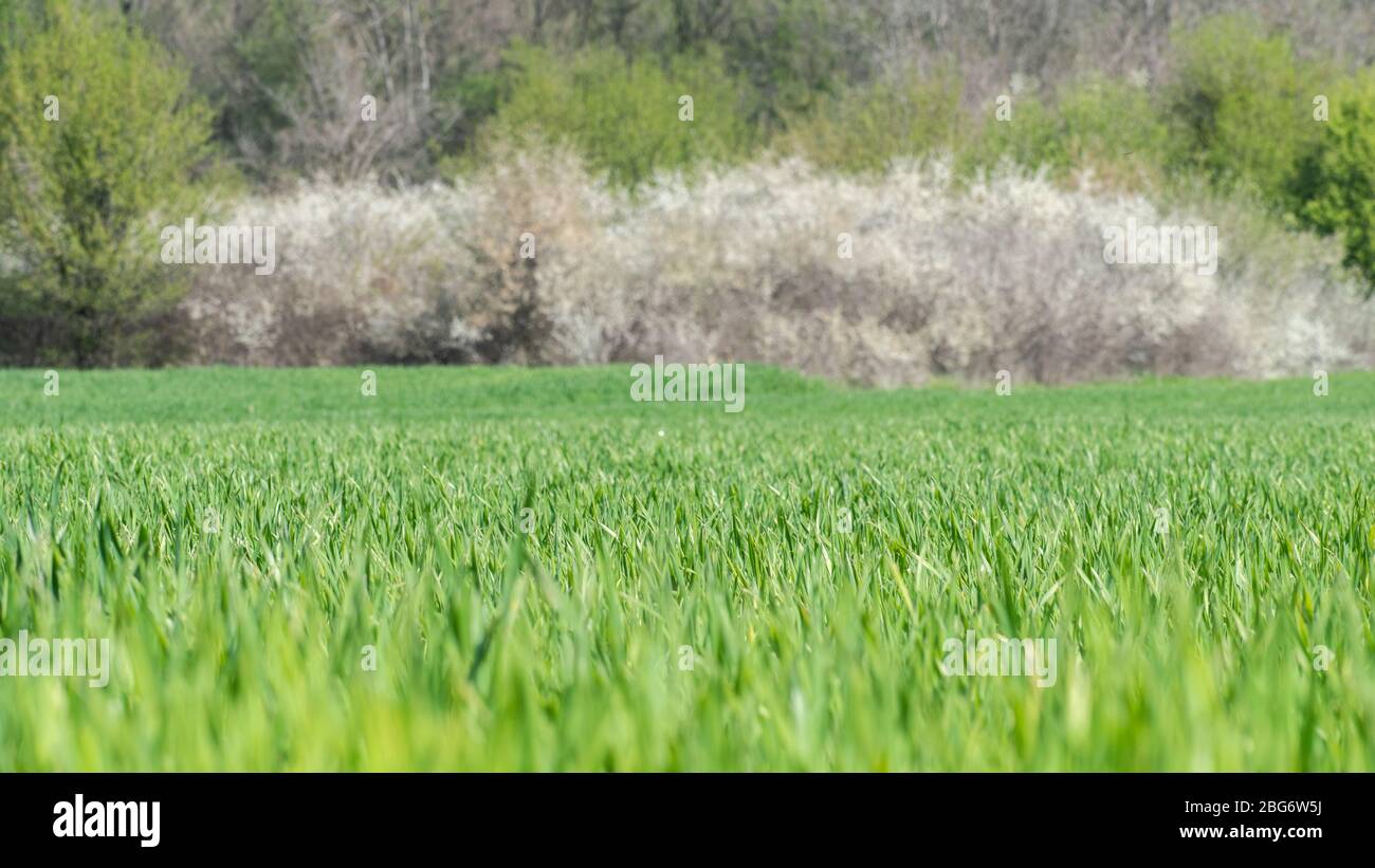 Early wheat hi-res stock photography and images - Alamy