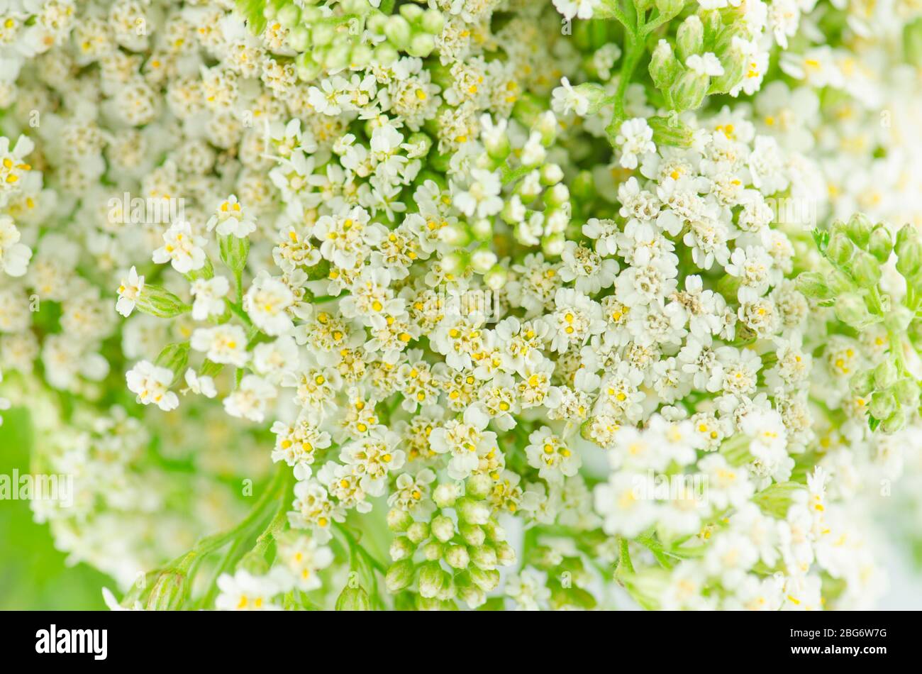 Yarrow flower or Achillea millefolium. White yarrow blossom on the ...