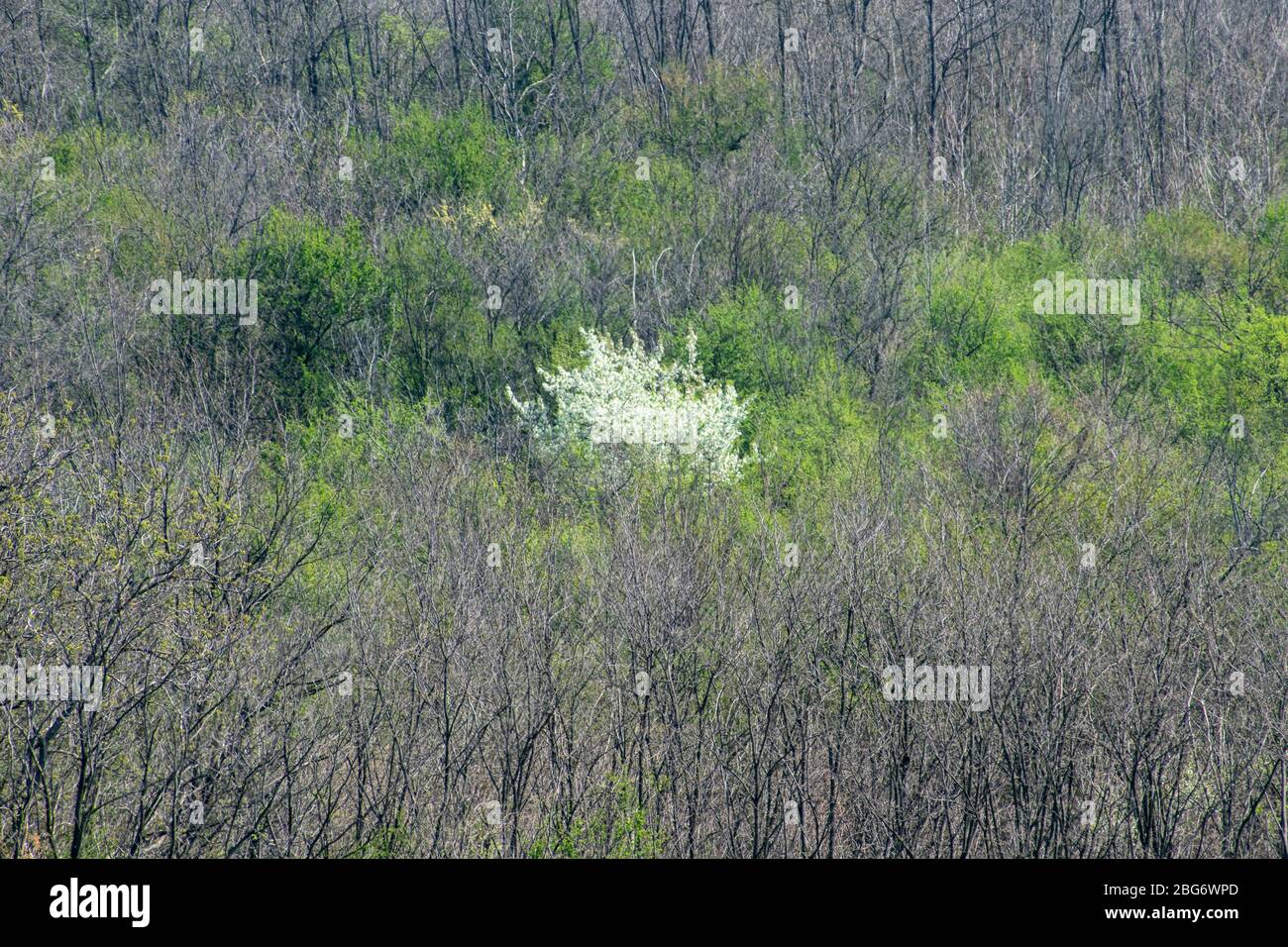 Early spring landscape trees hi-res stock photography and images - Alamy