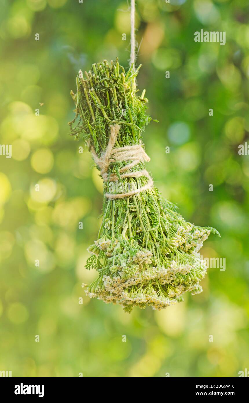 Dried flowers and leaves of yarrow. Yarrow dry on a rope. Millefolii ...