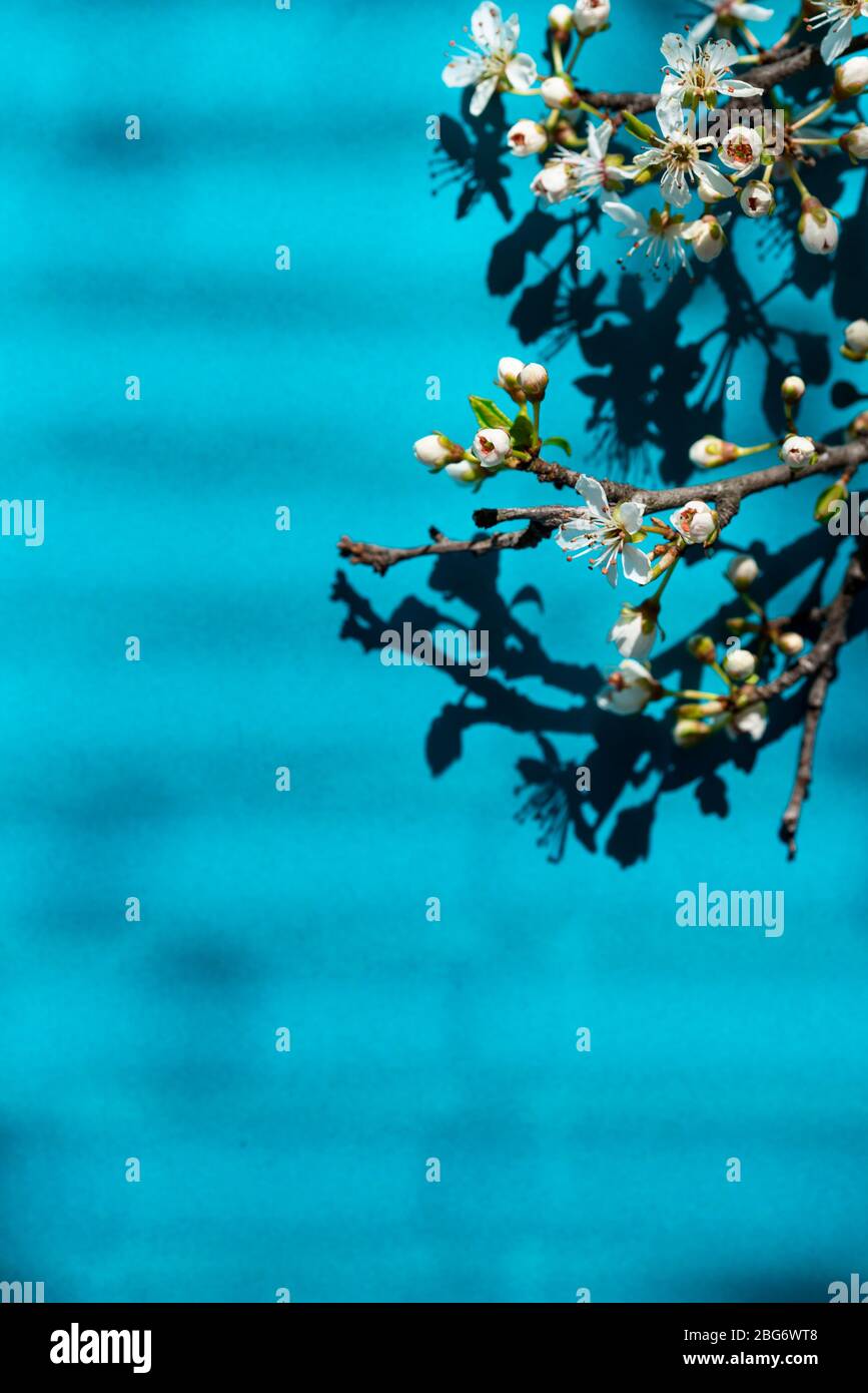 Silhouette tree branch through window hi-res stock photography and ...