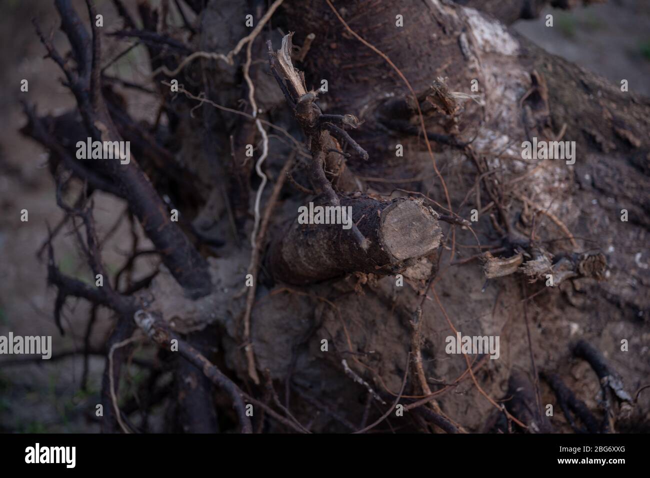 Fallen tree. Torn tree root. a torn tree with roots from under the ...