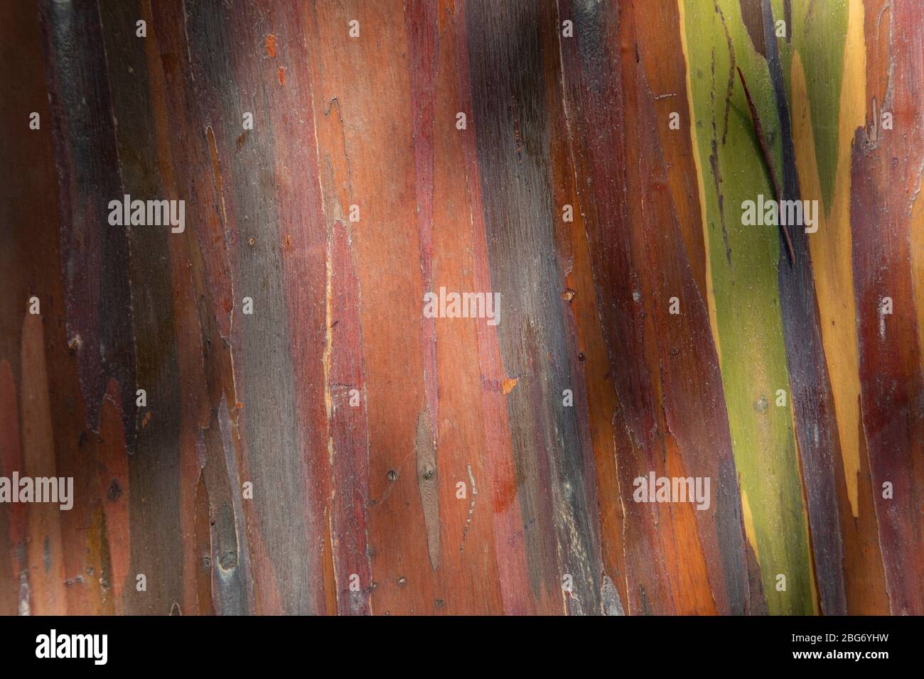 Rainbow eucalyptus tree along the Highway to Hana in Maui, Hawaii Stock ...
