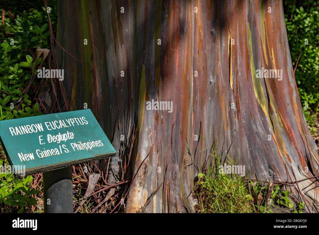Rainbow eucalyptus tree along the Highway to Hana in Maui, Hawaii Stock ...