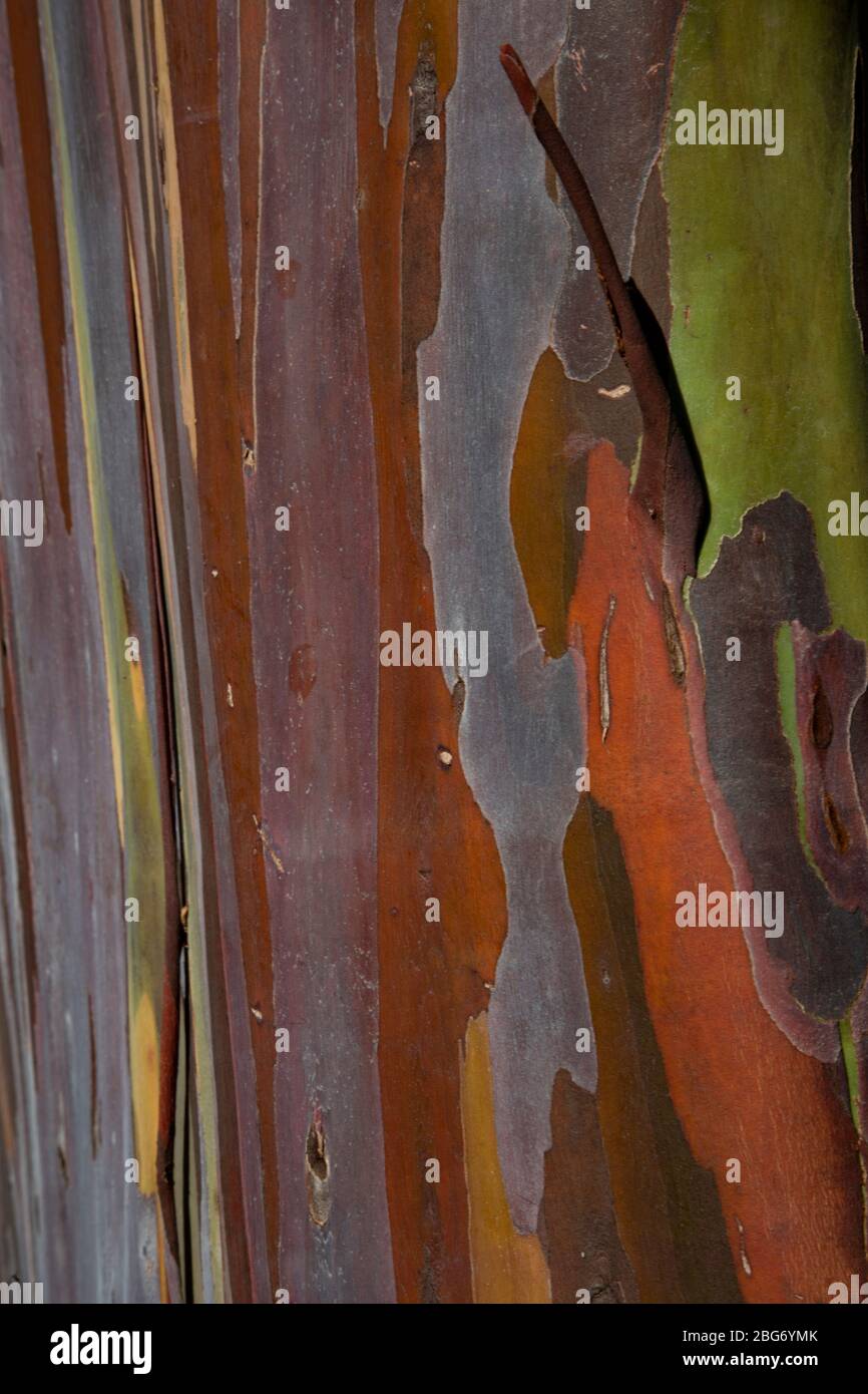 Rainbow eucalyptus tree along the Highway to Hana in Maui, Hawaii Stock ...