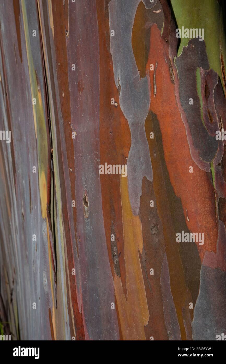 Rainbow eucalyptus tree along the Highway to Hana in Maui, Hawaii Stock ...
