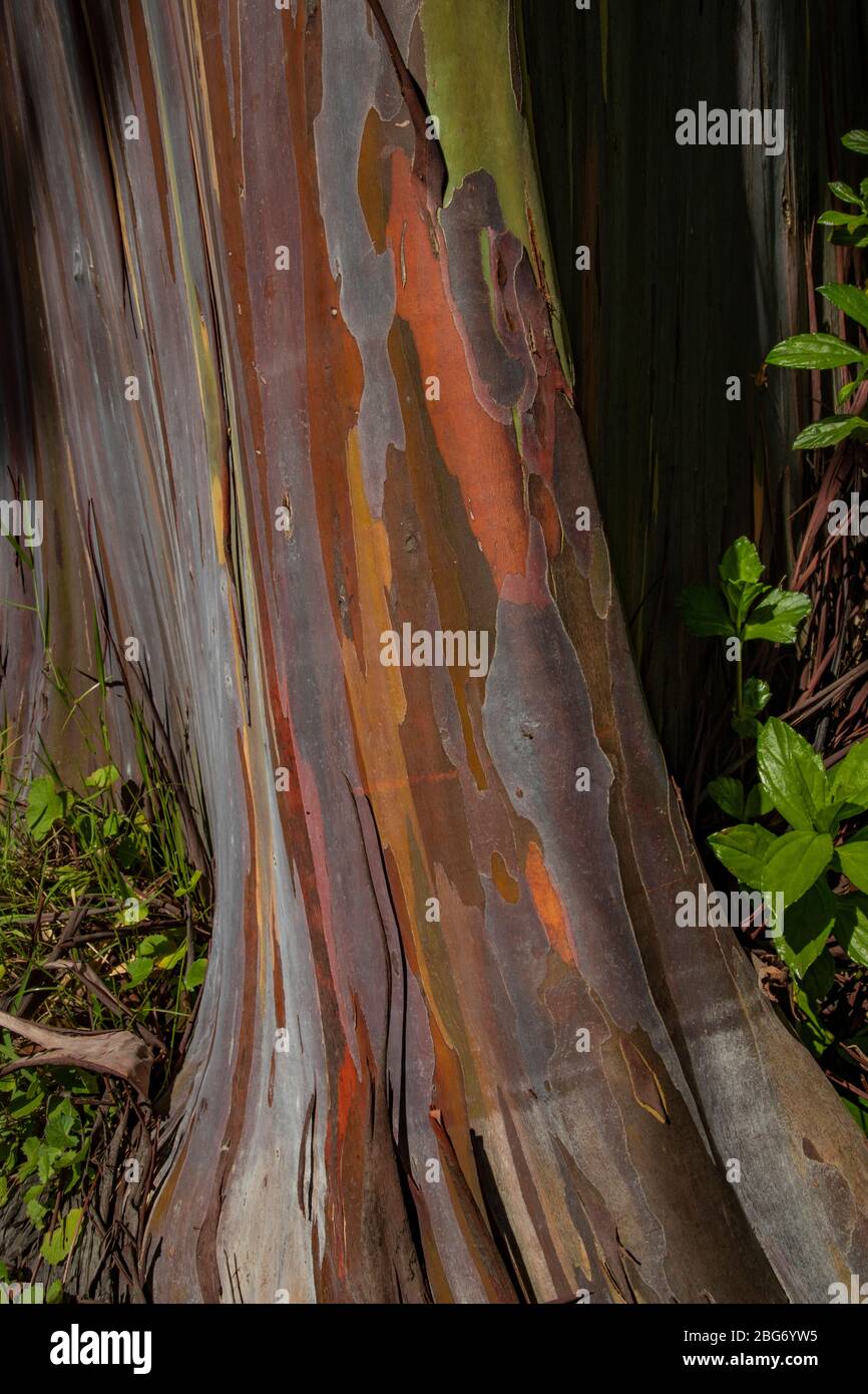 Rainbow eucalyptus tree along the Highway to Hana in Maui, Hawaii Stock ...