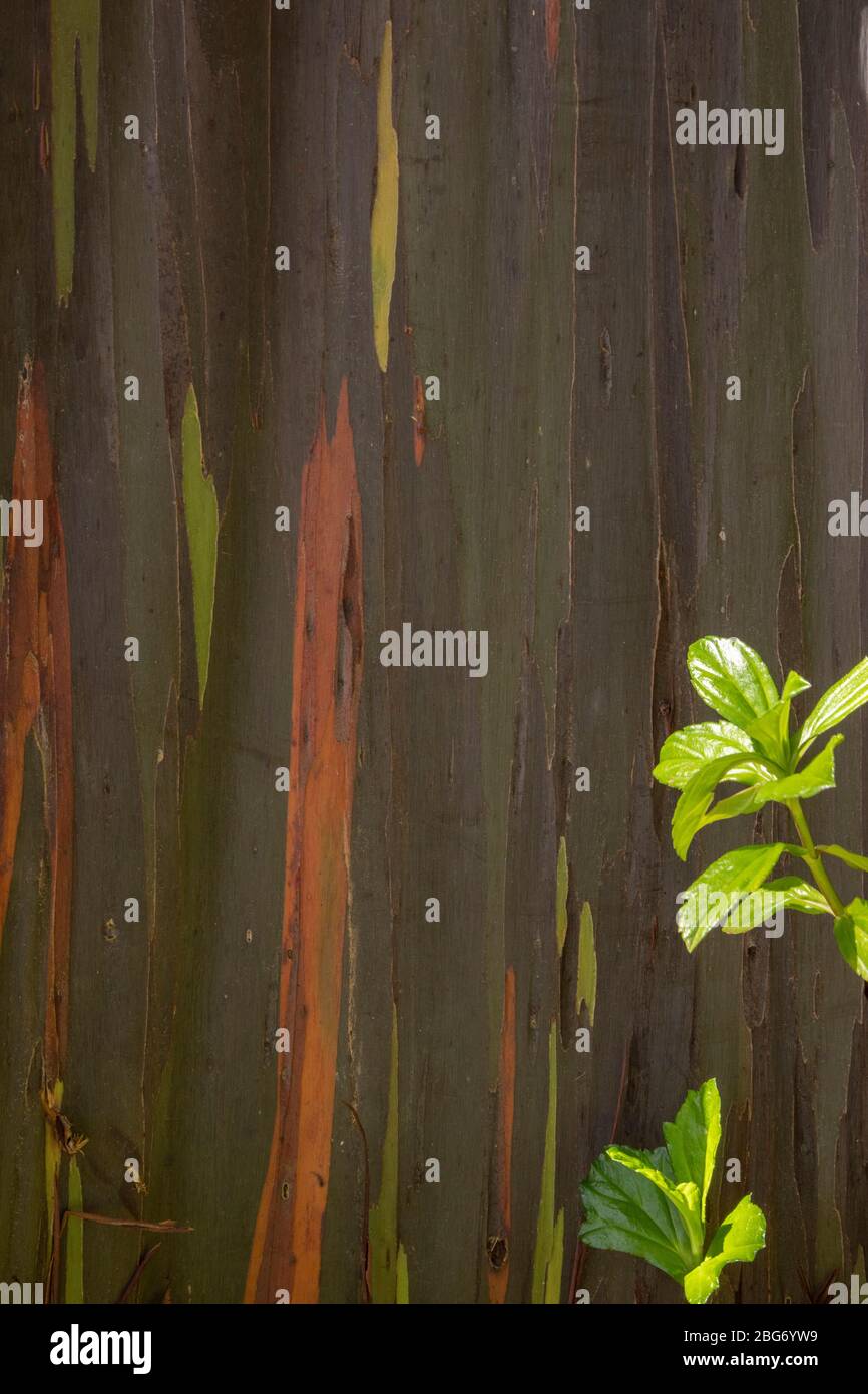Rainbow eucalyptus tree along the Highway to Hana in Maui, Hawaii Stock ...