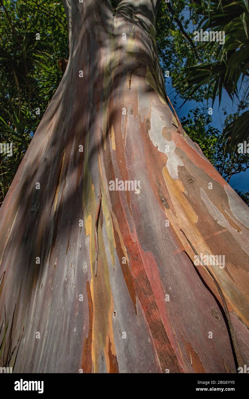 Rainbow eucalyptus tree along the Highway to Hana in Maui, Hawaii Stock ...