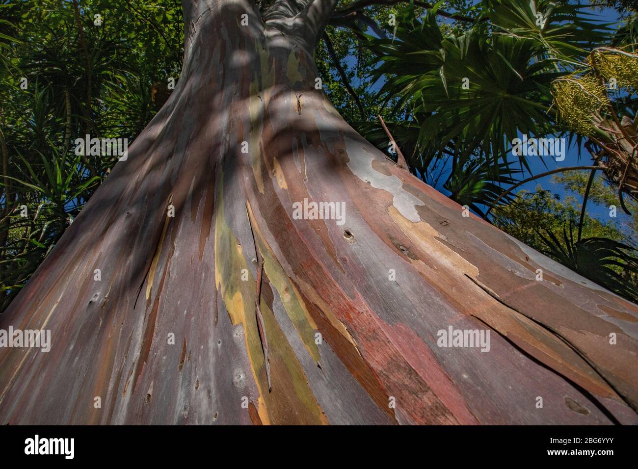 Rainbow eucalyptus tree along the Highway to Hana in Maui, Hawaii Stock ...