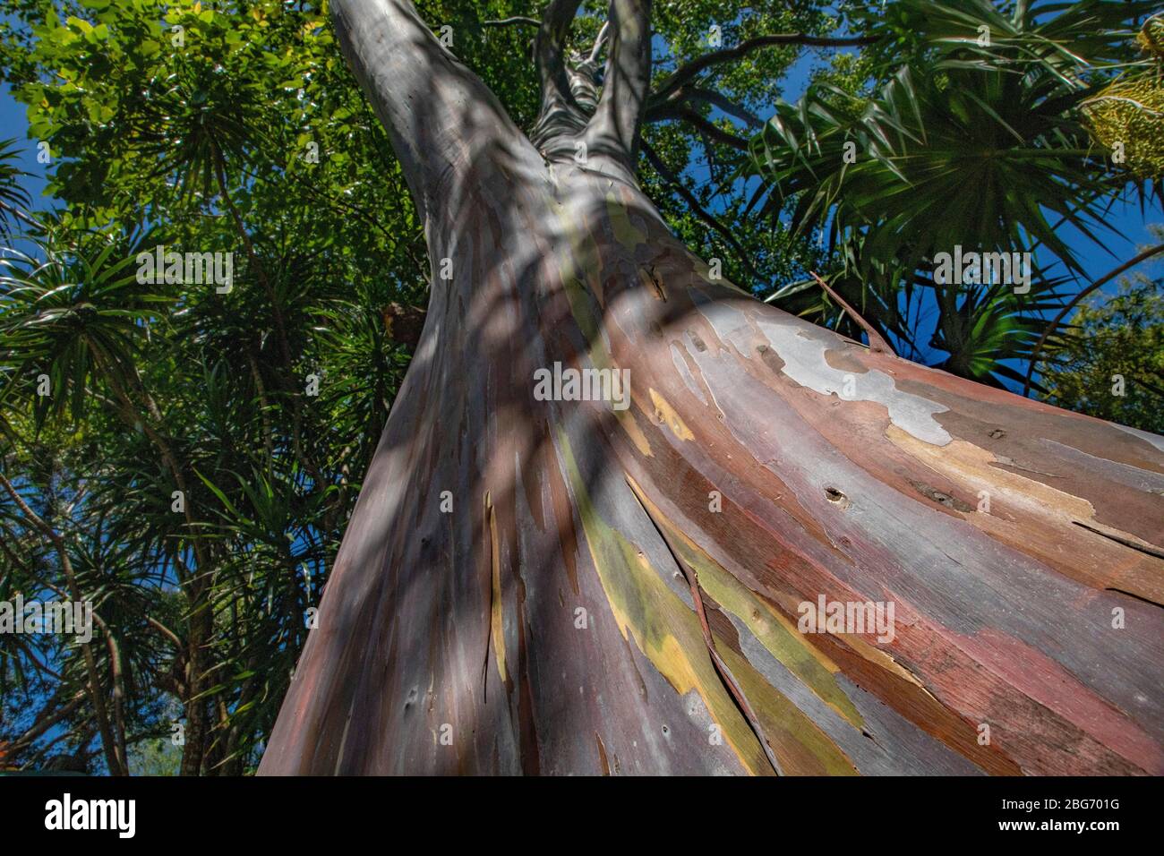 Rainbow eucalyptus tree along the Highway to Hana in Maui, Hawaii Stock ...