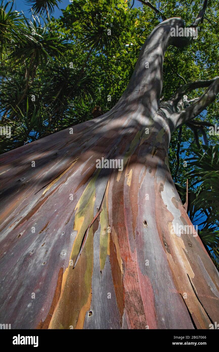 Rainbow eucalyptus tree along the Highway to Hana in Maui, Hawaii Stock ...