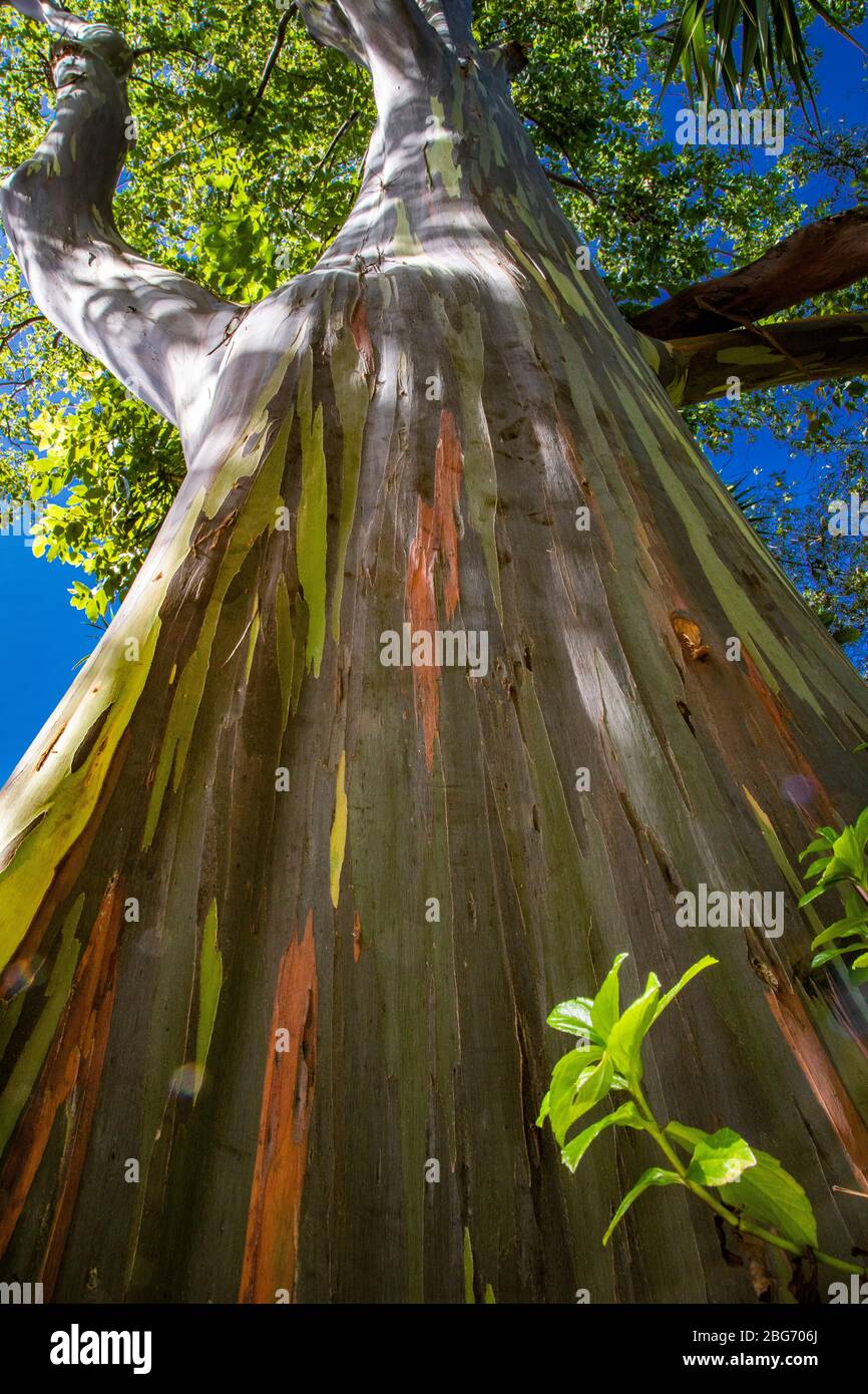 Rainbow eucalyptus tree along the Highway to Hana in Maui, Hawaii Stock ...
