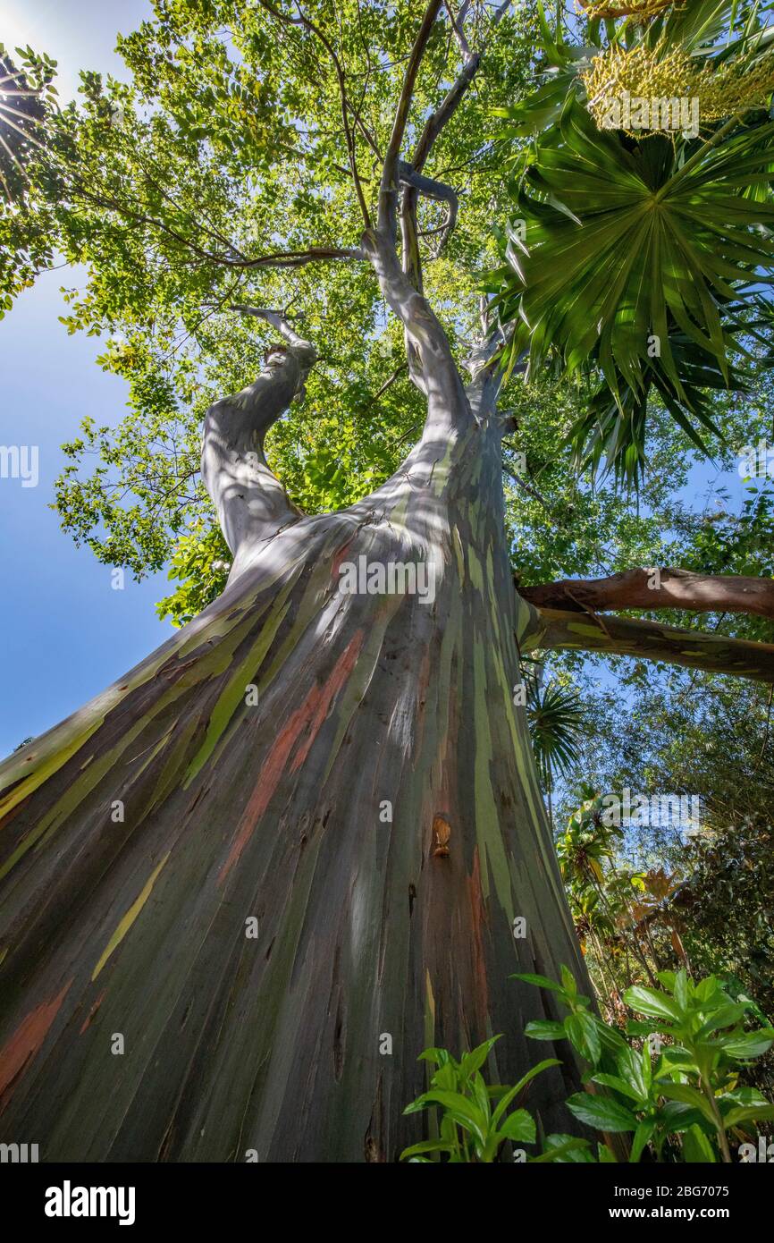 Rainbow eucalyptus tree along the Highway to Hana in Maui, Hawaii Stock ...