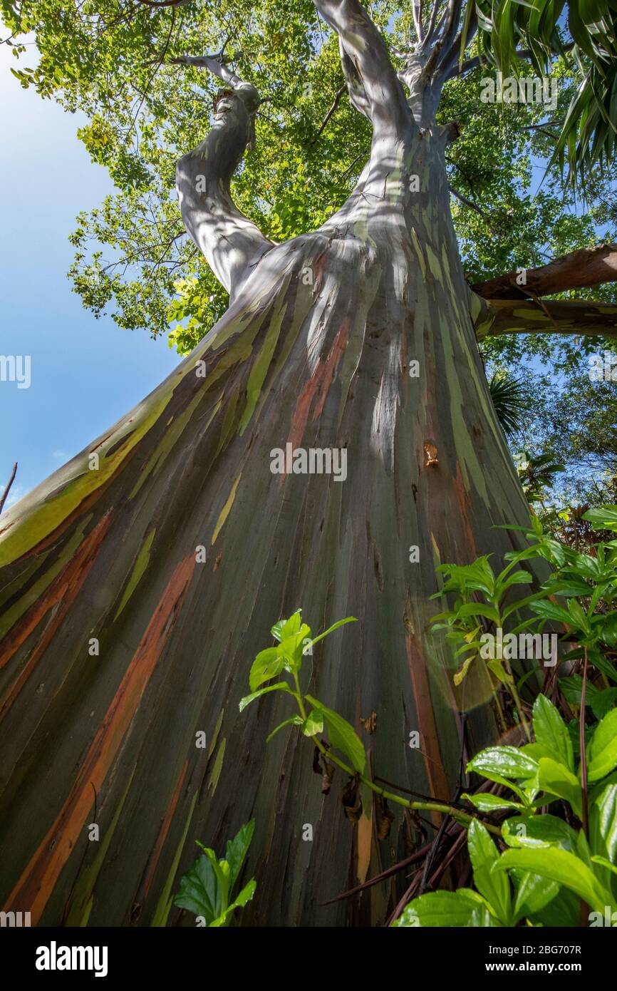 Rainbow eucalyptus tree along the Highway to Hana in Maui, Hawaii Stock ...