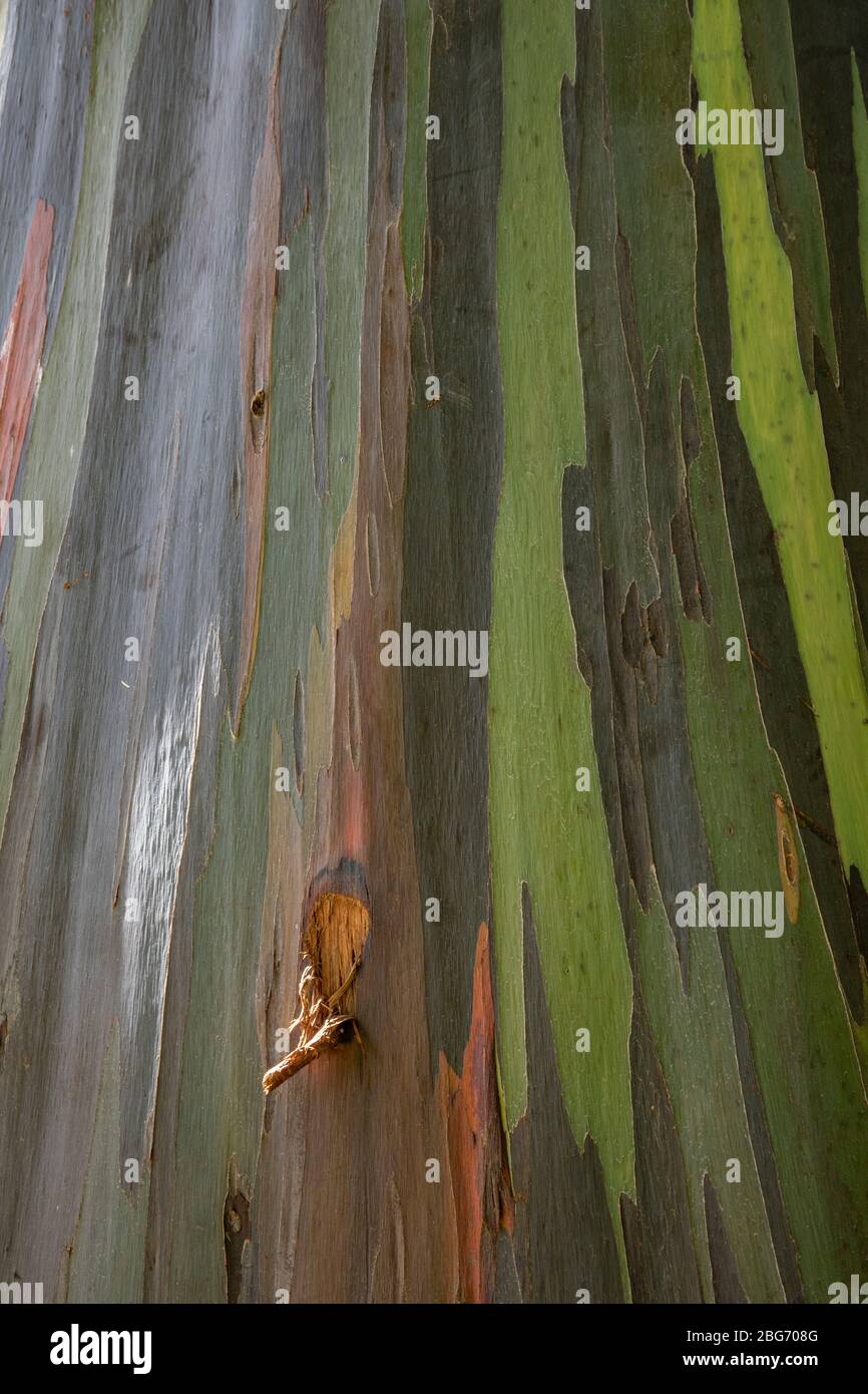 Rainbow eucalyptus tree along the Highway to Hana in Maui, Hawaii Stock ...