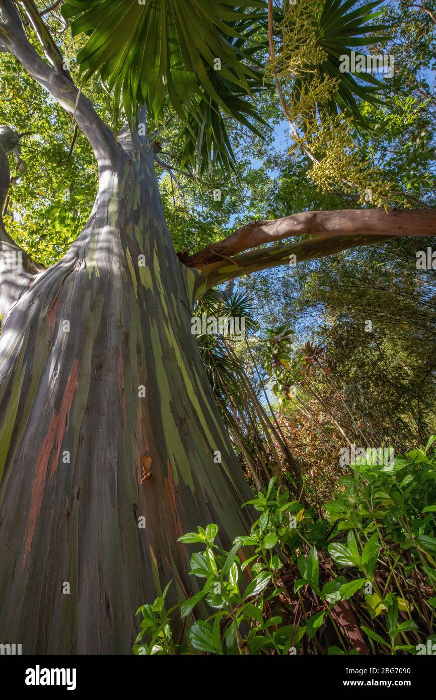 Rainbow eucalyptus tree along the Highway to Hana in Maui, Hawaii Stock ...