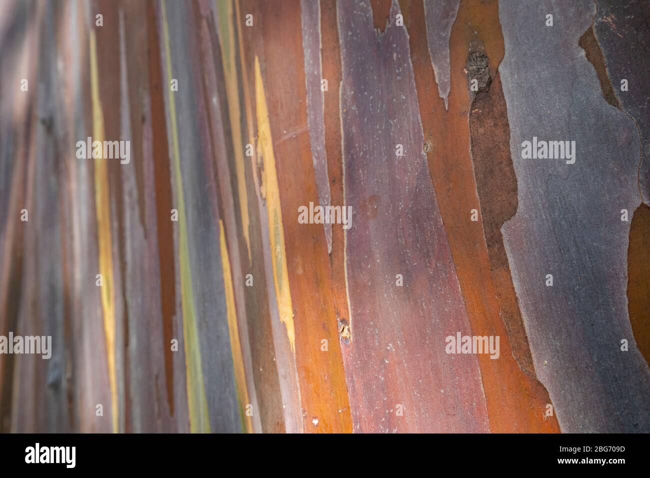 Rainbow eucalyptus tree along the Highway to Hana in Maui, Hawaii Stock ...