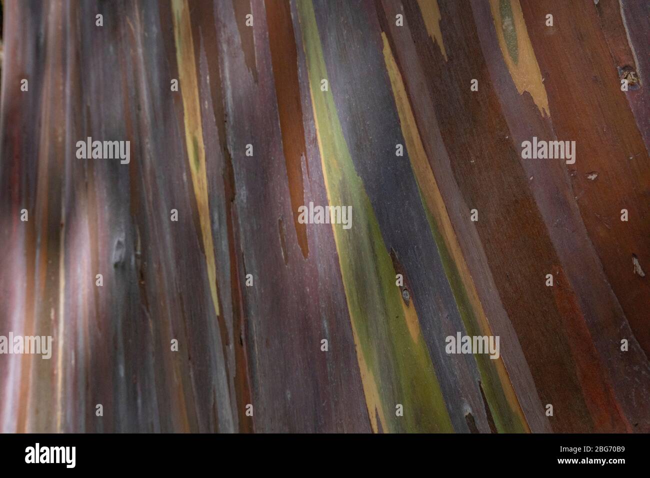 Rainbow eucalyptus tree along the Highway to Hana in Maui, Hawaii Stock ...