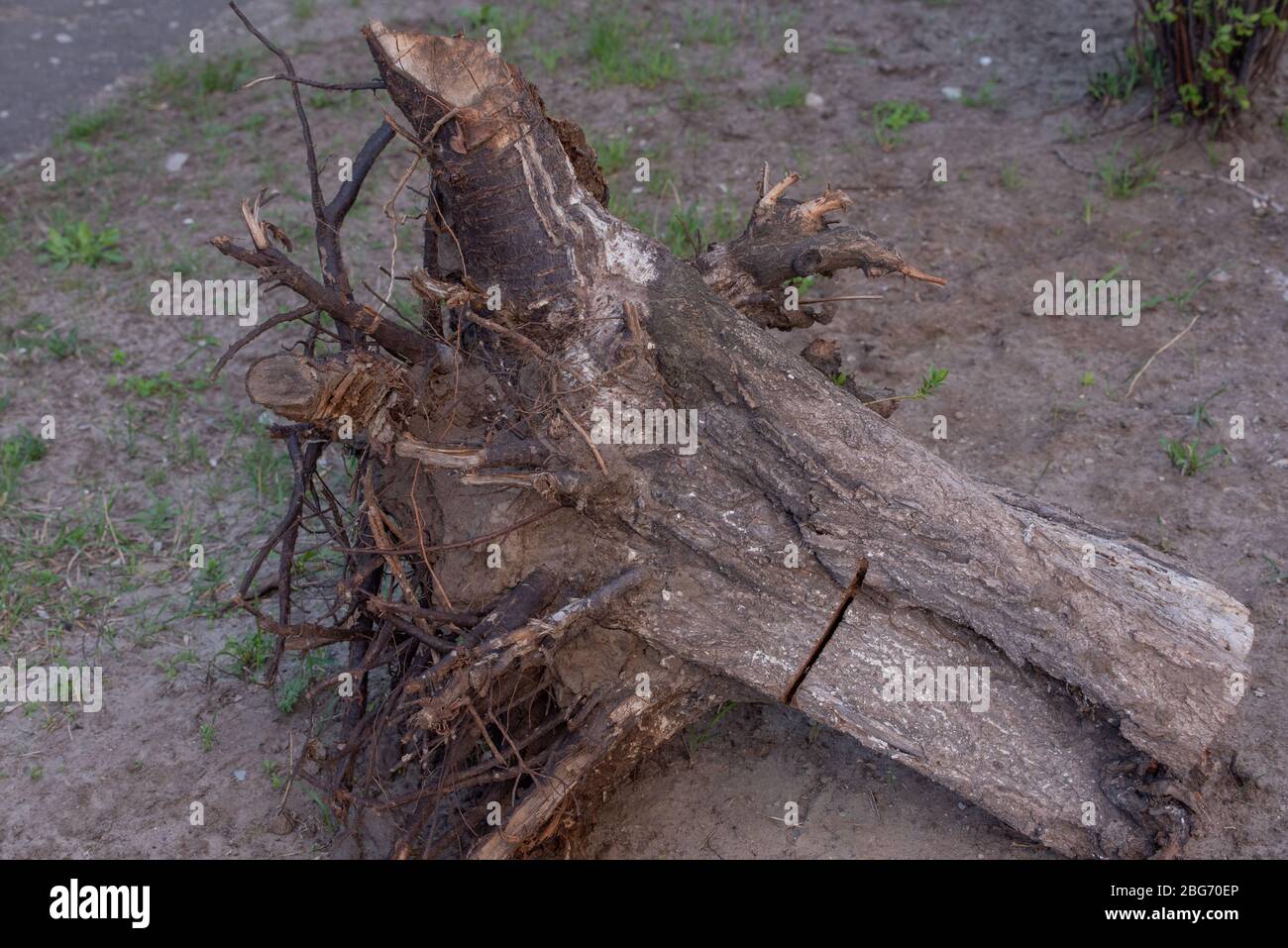 Fallen tree. Torn tree root. a torn tree with roots from under the ...