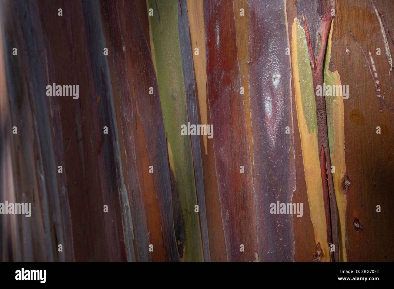 Rainbow eucalyptus tree along the Highway to Hana in Maui, Hawaii Stock ...