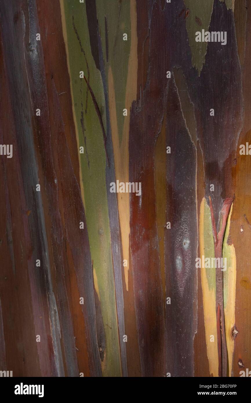 Rainbow eucalyptus tree along the Highway to Hana in Maui, Hawaii Stock ...