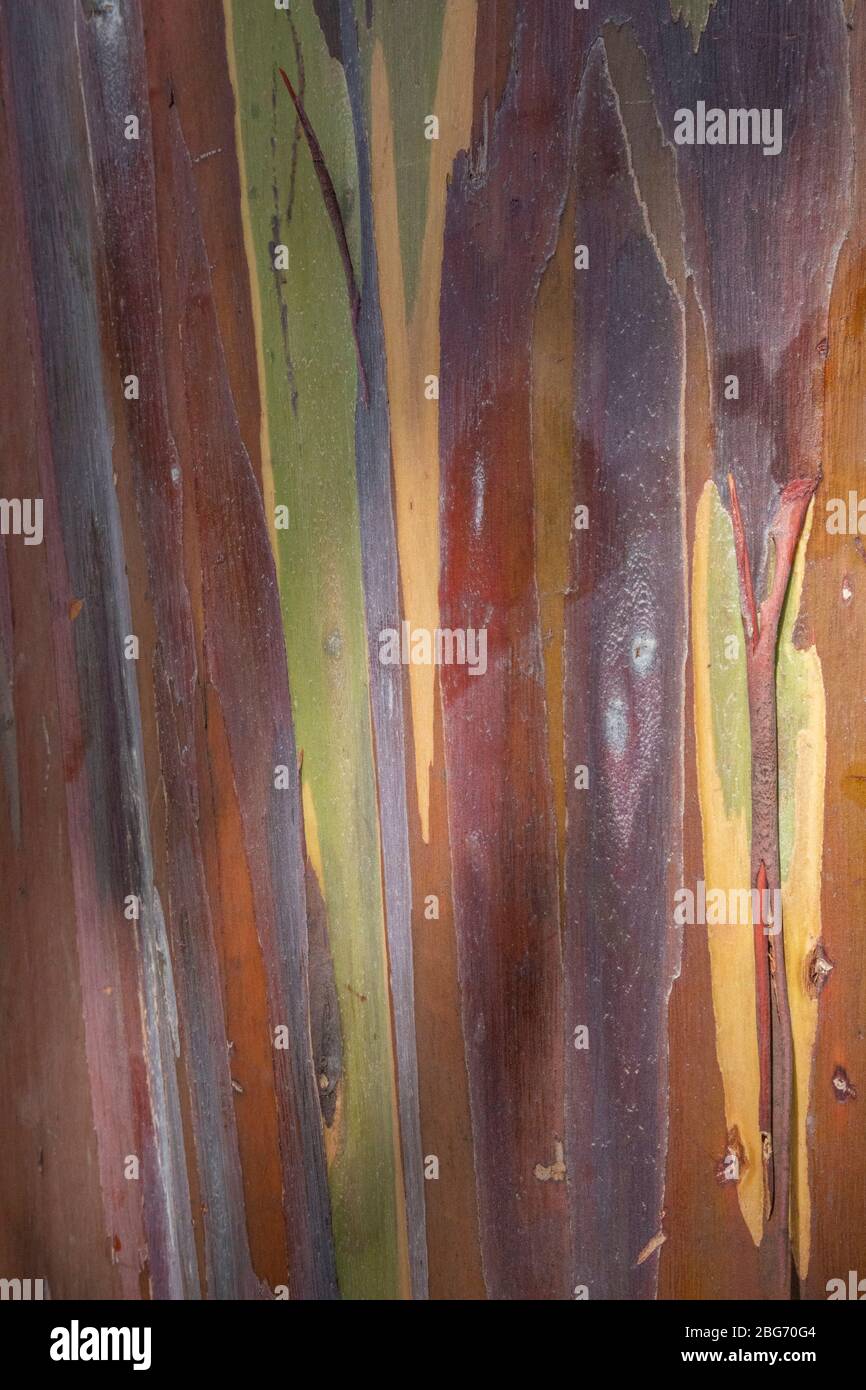 Rainbow eucalyptus tree along the Highway to Hana in Maui, Hawaii Stock ...
