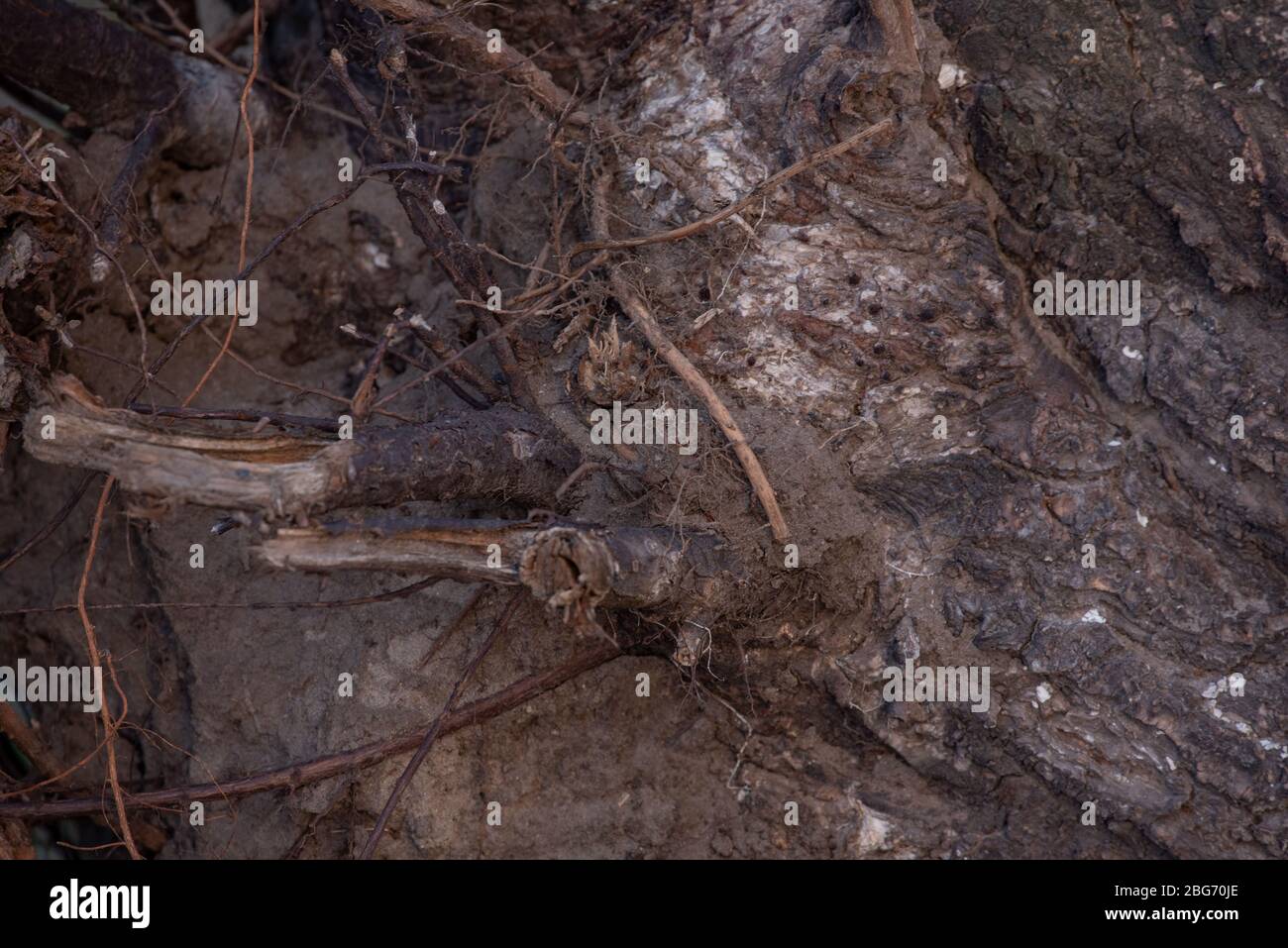 Fallen tree. Torn tree root. a torn tree with roots from under the ...