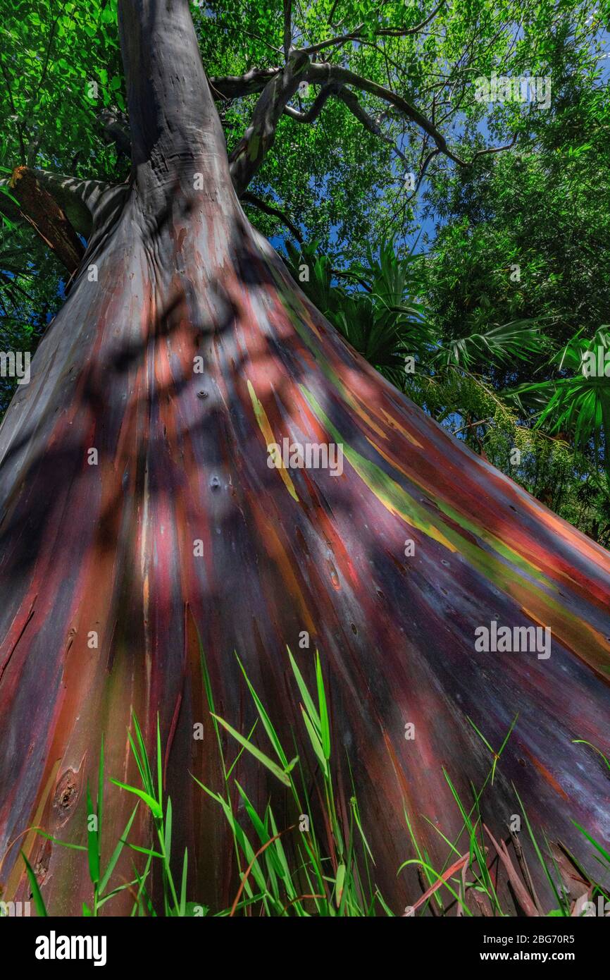 Rainbow eucalyptus tree along the Highway to Hana in Maui, Hawaii Stock ...