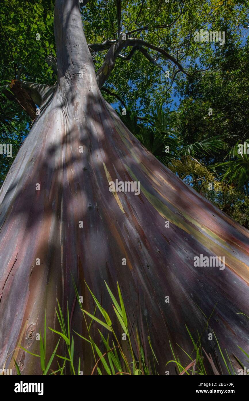 Rainbow eucalyptus tree along the Highway to Hana in Maui, Hawaii Stock ...